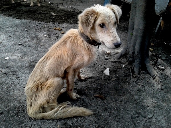 Furry Tale endings for these happy dogs - IWCT