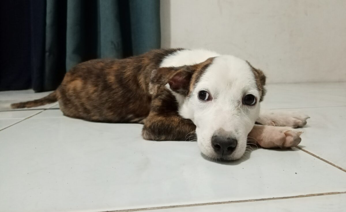 Benjie – From Rescue To Re-home