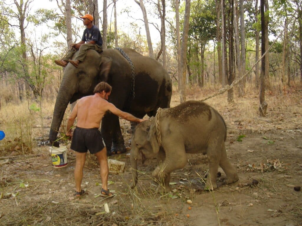 Chhouk the elephant with the prosthetic foot