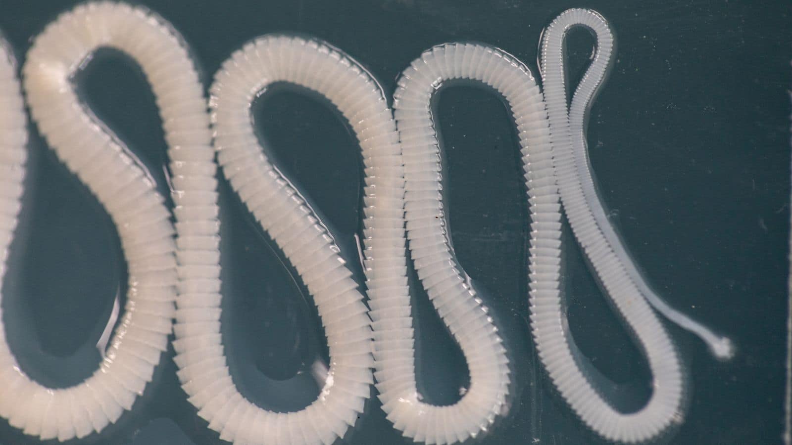 IWCT - Education Programme - Free Resources - IWCT