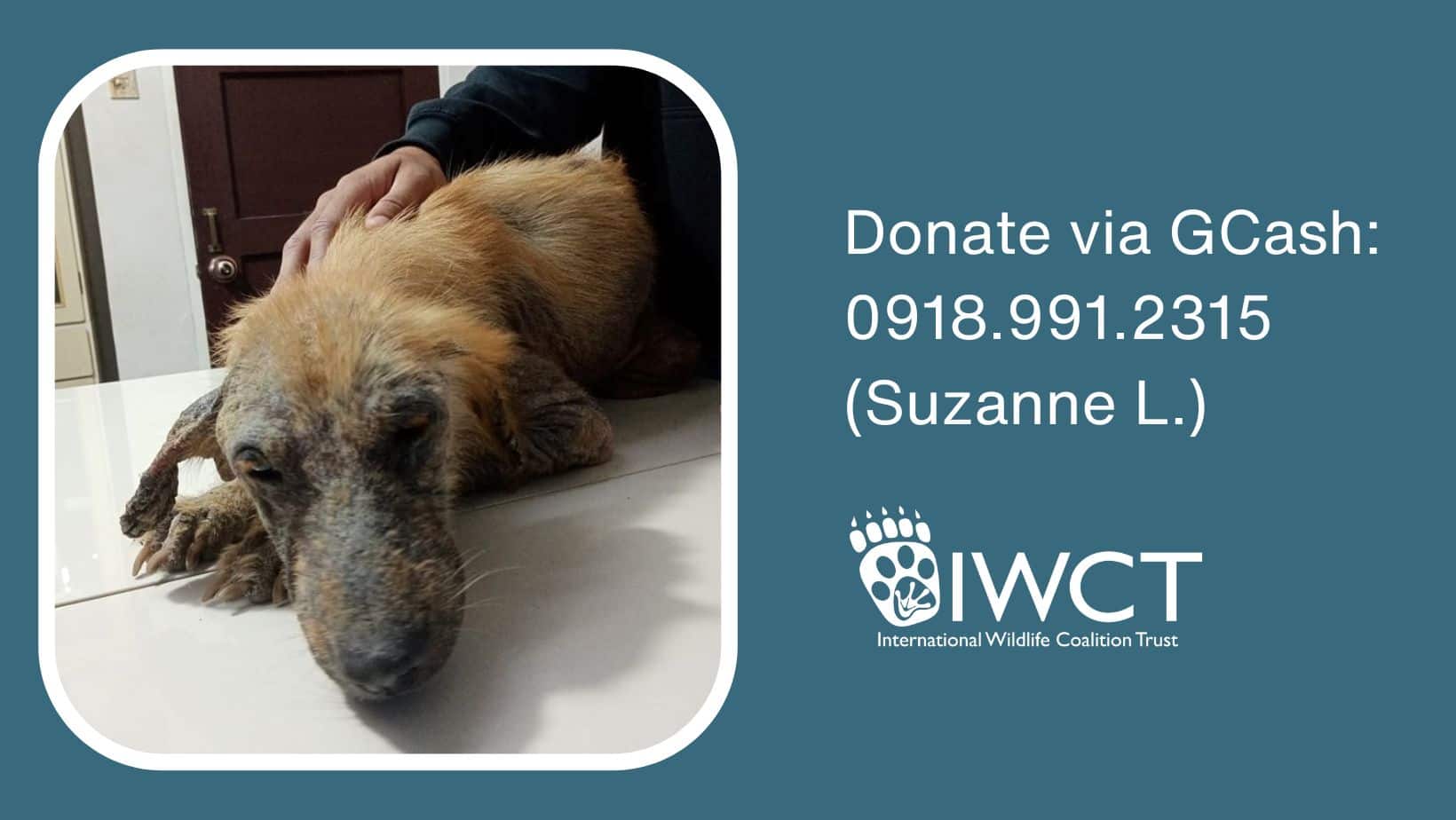 IWCT - News and Blog