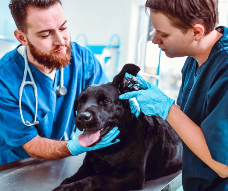 IWCT - Education Programme - How To Care For A Deaf Dog - IWCT