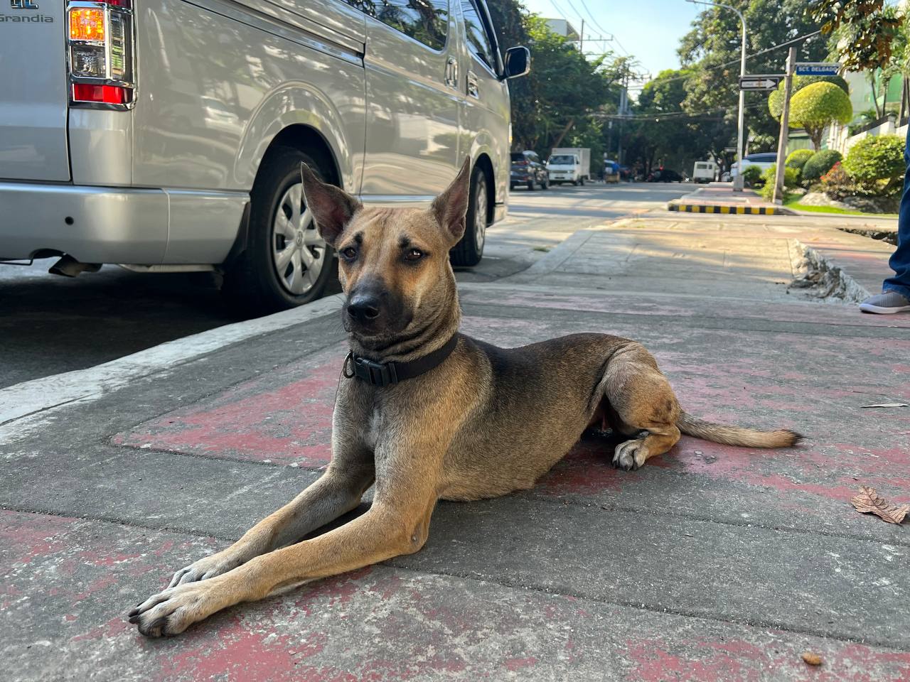 IWCT - Education Programme - Stop Dog Roaming - IWCT